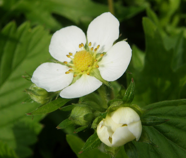 Fragaria (Strawberry flowers) | Project Noah