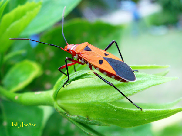 Red Cotton Stainer | Project Noah