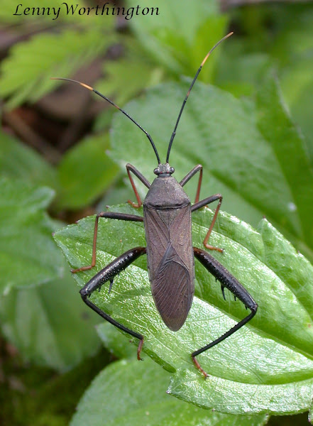 Coreid Bug | Project Noah