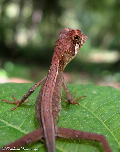 Kangaroo lizard | Project Noah