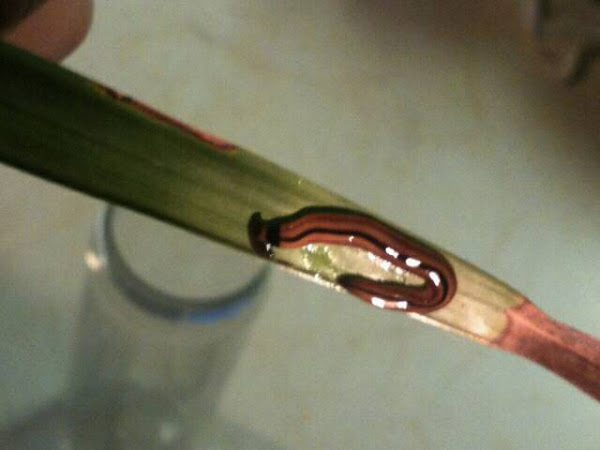 Brown flat worm | Project Noah
