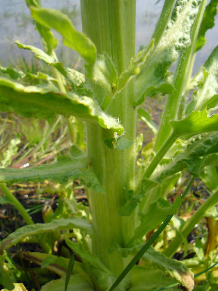 Marsh Ragwort/Moerasandijvie | Project Noah