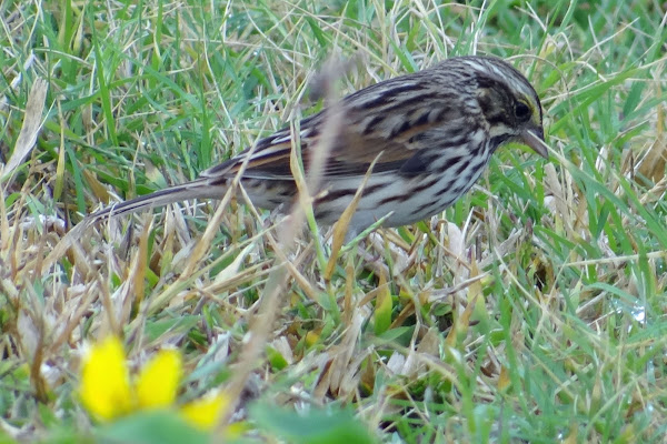 Savannah Sparrow | Project Noah