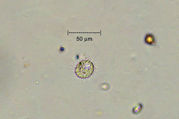 Protozoan | Project Noah