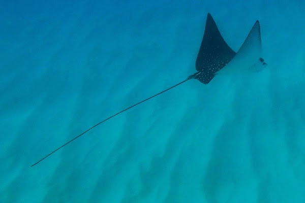 Spotted Eagle Ray | Project Noah