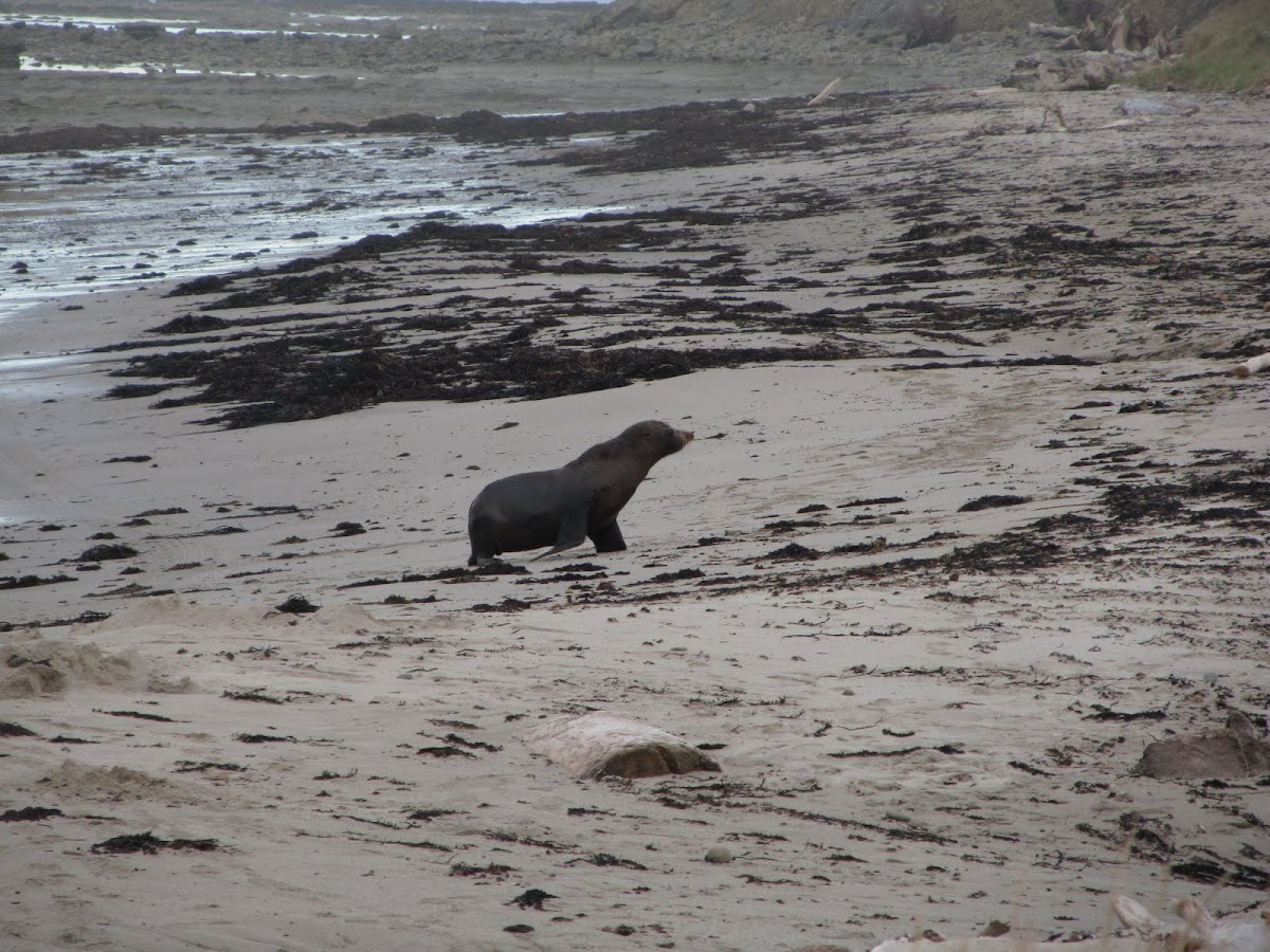 New Zealand Fur Seal | Project Noah