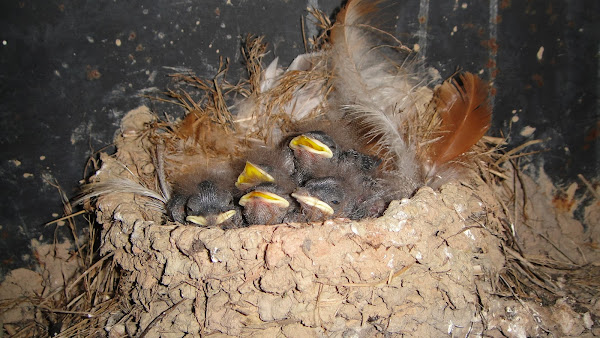 Hirundo rustica | Project Noah