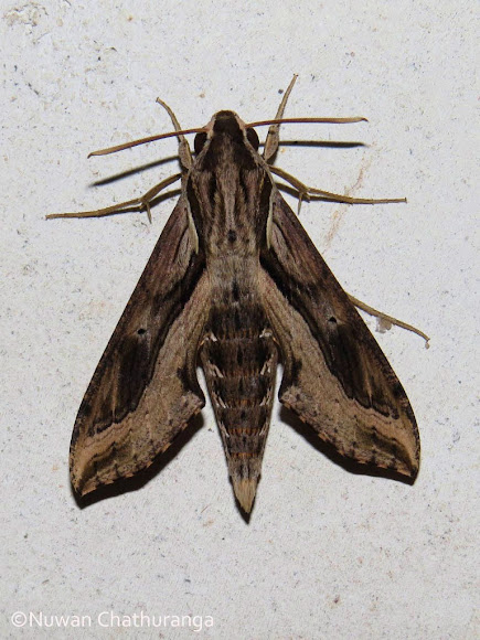 Hawk-Moth | Project Noah