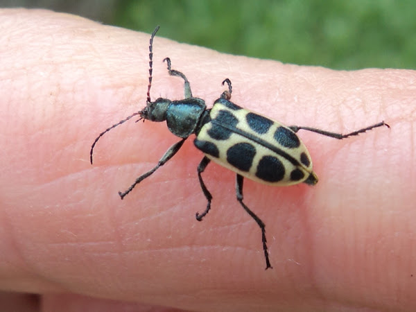 Spotted Maize Beetle | Project Noah