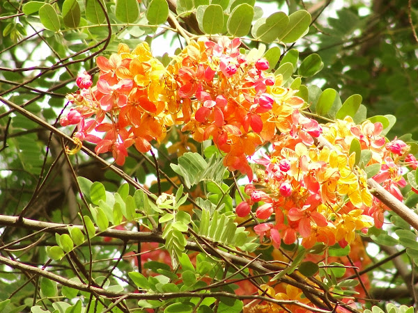 Rainbow Shower Tree | Project Noah