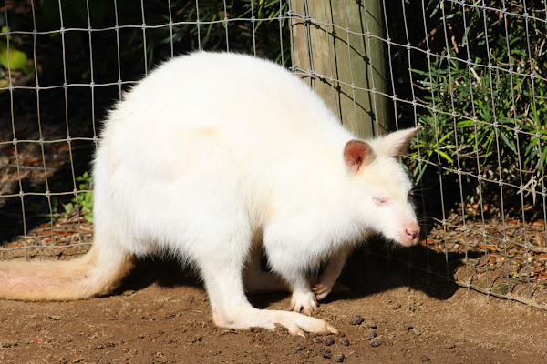 Albino Kangaroo | Project Noah
