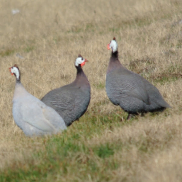Guinea Fowl | Project Noah