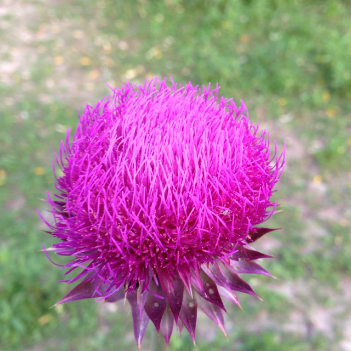 Musk Thistle | Project Noah