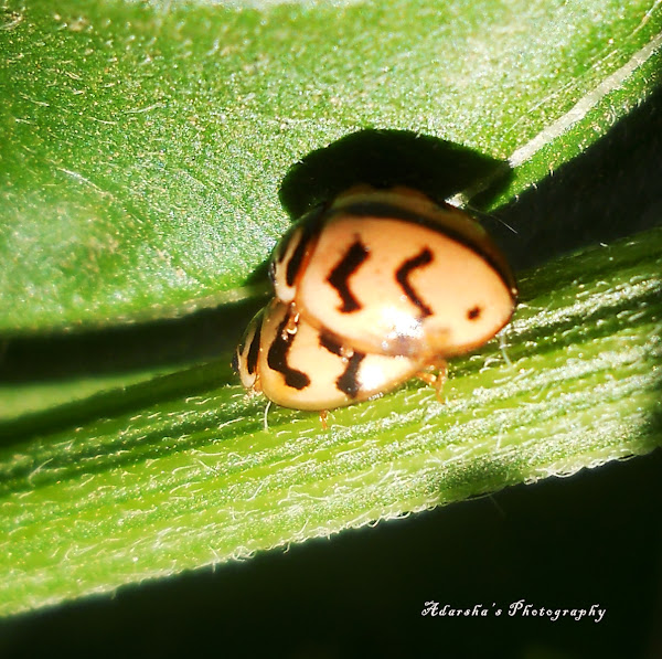 Indian Wave Striped Ladybug | Project Noah