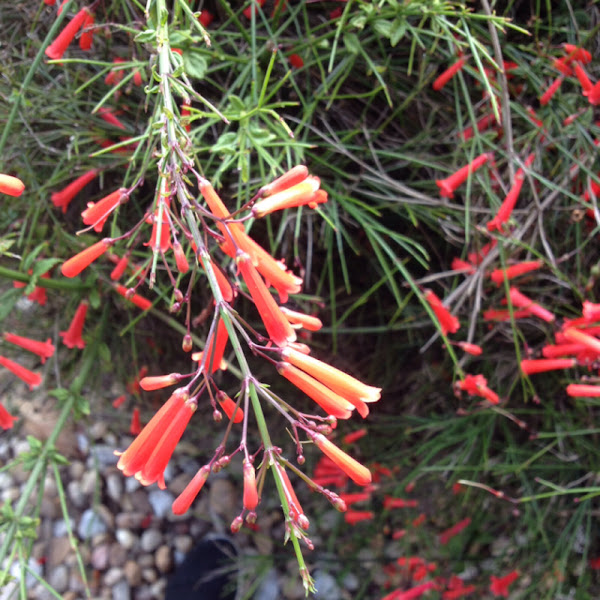 Firecracker Plant | Project Noah