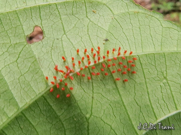 Sawfly eggs | Project Noah