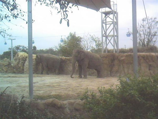 Indian Elephant | Project Noah