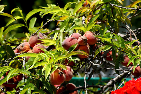 California Peach | Project Noah