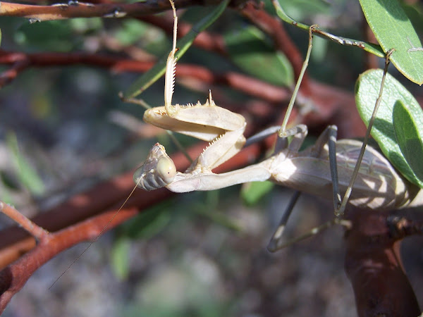 Praying Mantis | Project Noah