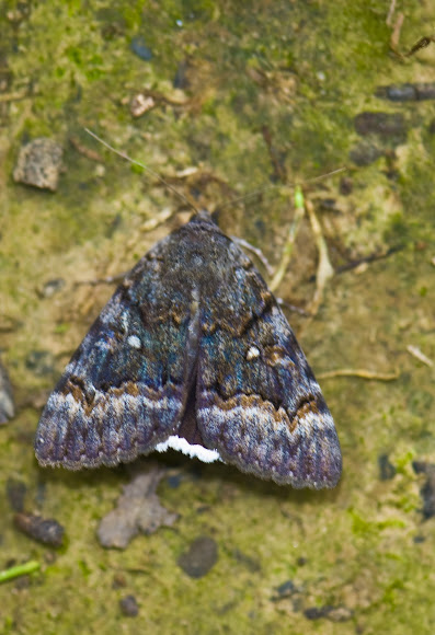 Epione Underwing | Project Noah