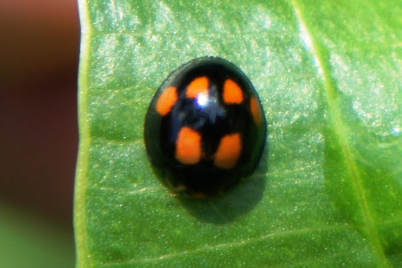 Orange-spotted Ladybird Beetle | Project Noah