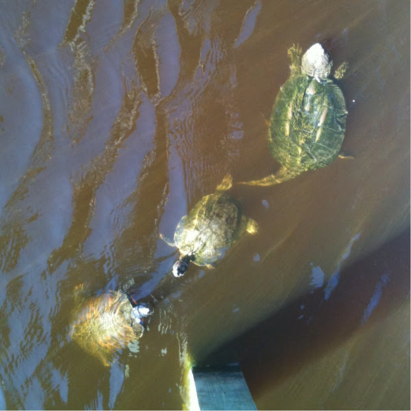 Turtle | Project Noah