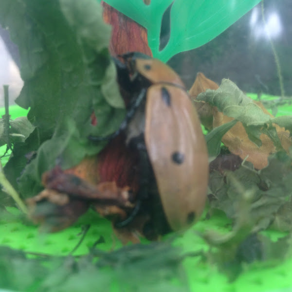 Grapevine beetle | Project Noah