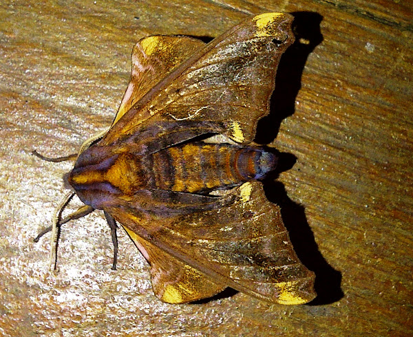 Small-eyed Sphinx Moth | Project Noah
