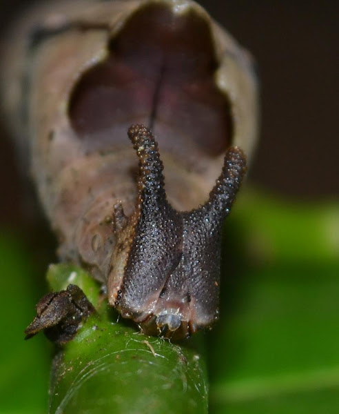 Prepona Caterpillar | Project Noah