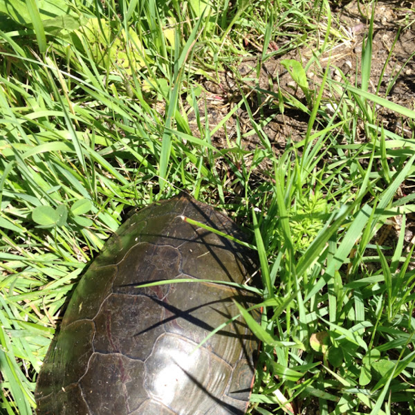 Painted turtle | Project Noah