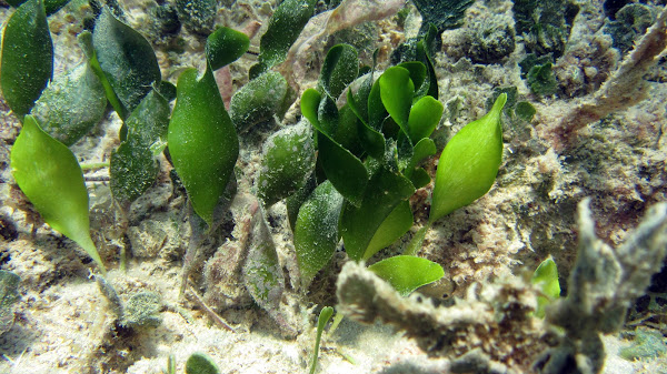 Oval Blade Alga | Project Noah