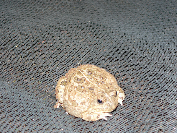 Raucous Toad | Project Noah