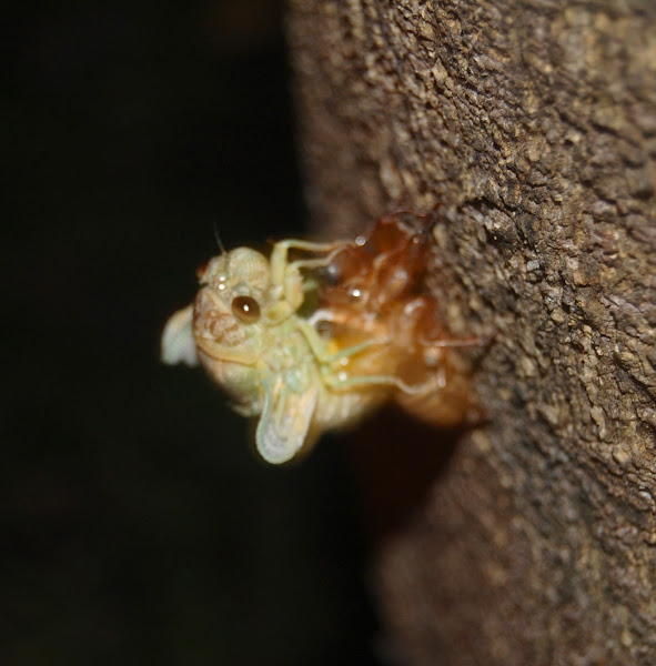 Cicada (molting) | Project Noah
