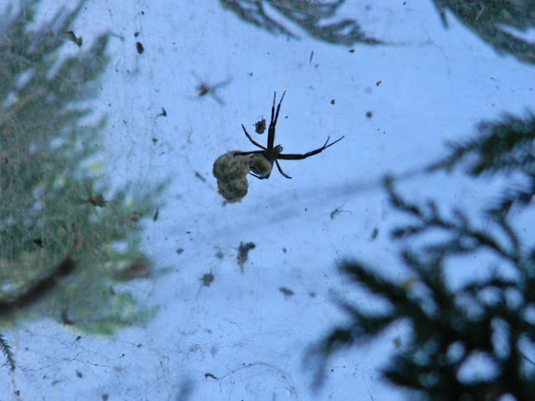 massive spider infestation | Project Noah