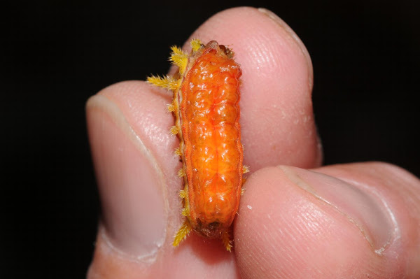 Stinging rose moth (larva) | Project Noah