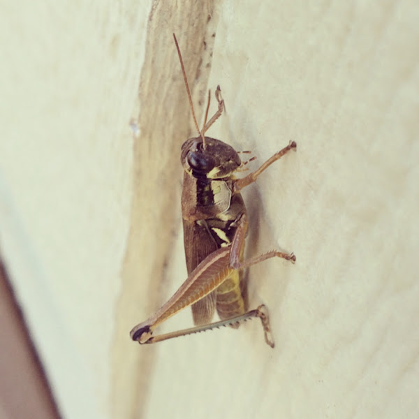 Differential Grasshopper | Project Noah