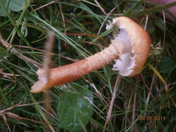 Earthy Powdercap | Project Noah