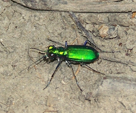 Six-spotted TIger Beetle | Project Noah