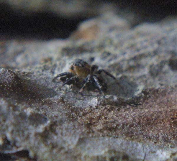 Jumping Spider | Project Noah