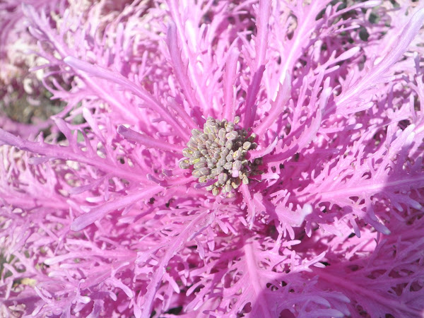 Col ornamental. Garden cabbage | Project Noah