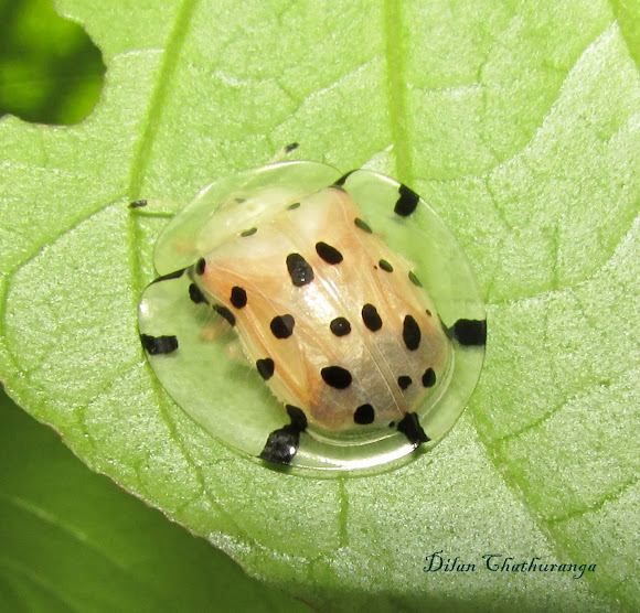Spotted tortoise beetle(Juvenile) | Project Noah