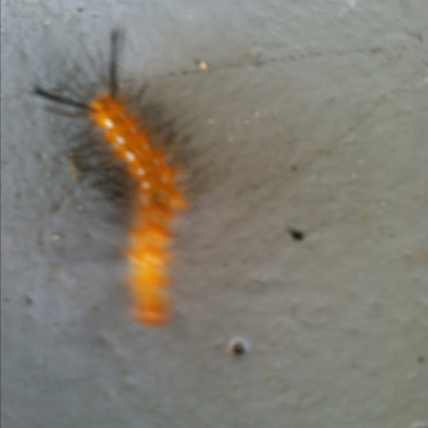 Spotted Oleander Caterpillar | Project Noah