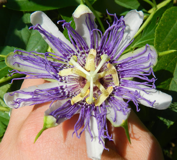Purple Passionflower | Project Noah