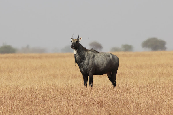 Nilgai | Project Noah