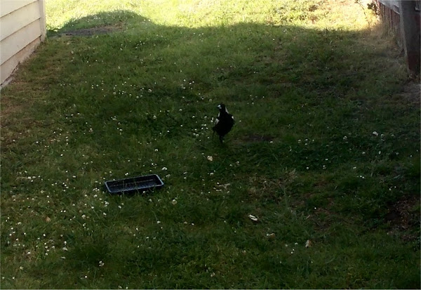 Australian magpie | Project Noah