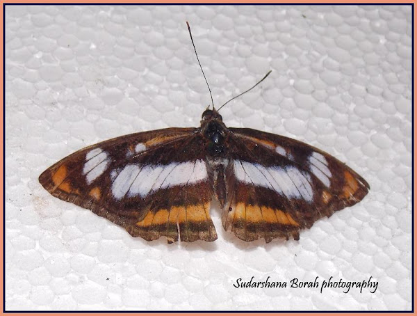 Color Sergeant Butterfly | Project Noah