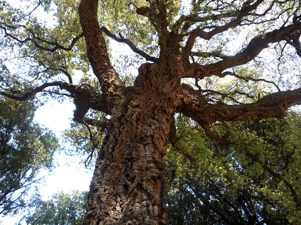 Alcornoque mediterráneo | Project Noah