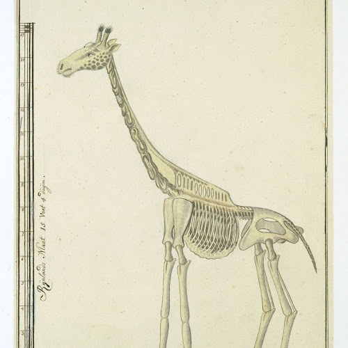 Giraffa camelopardalis (Giraffe), skeleton, Robert Jacob Gordon, 1779 ...