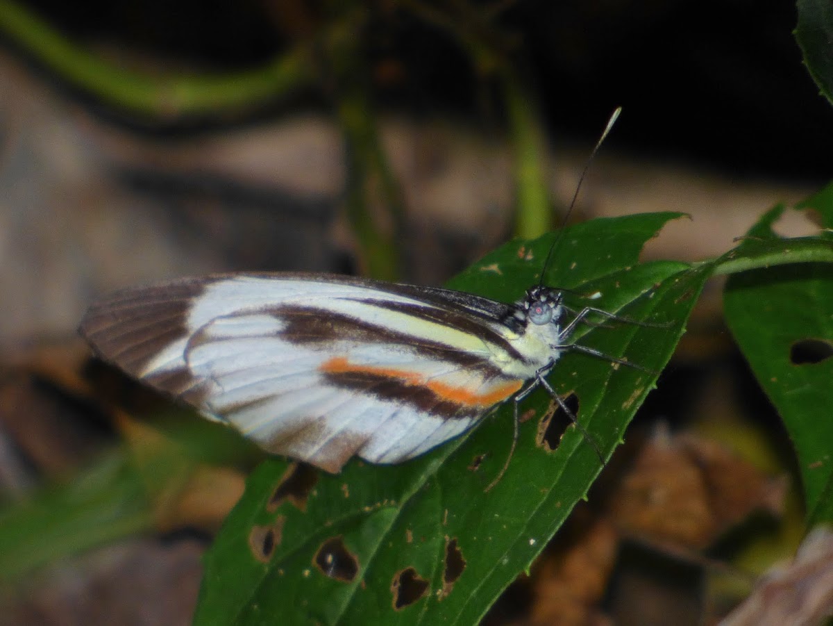 Pierid butterfly | Project Noah