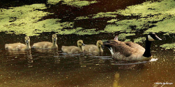 Canada goose | Project Noah